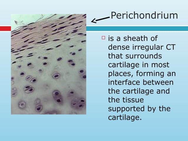 Lect. 6 specialized ct cartilage | PPT
