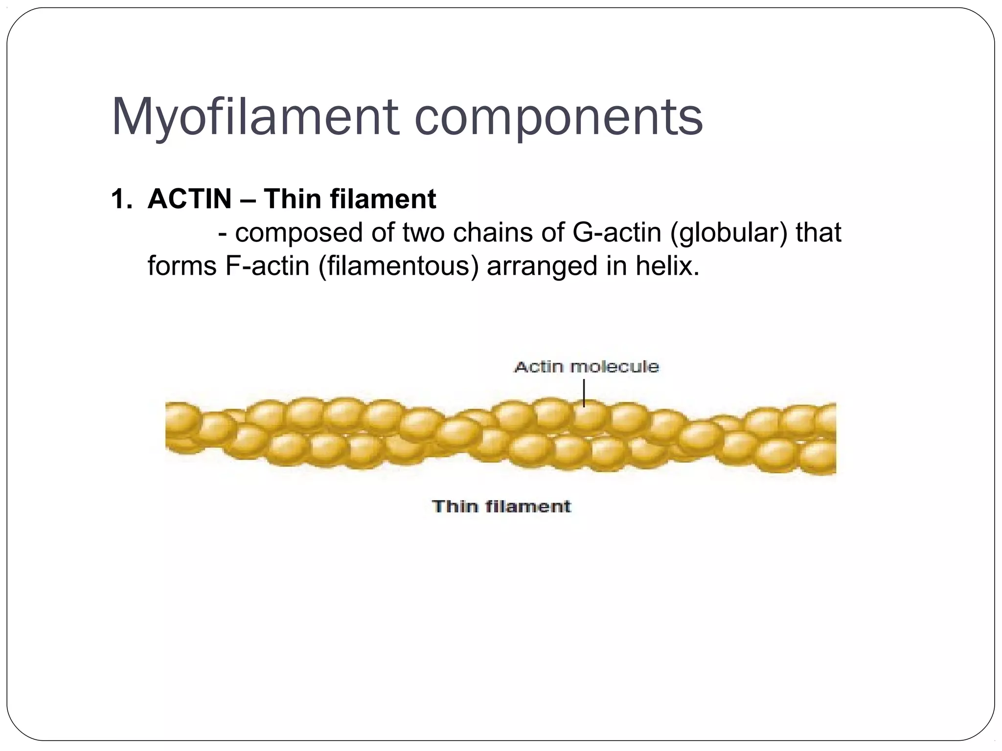 Lect. 8 muscular tissues | PPT