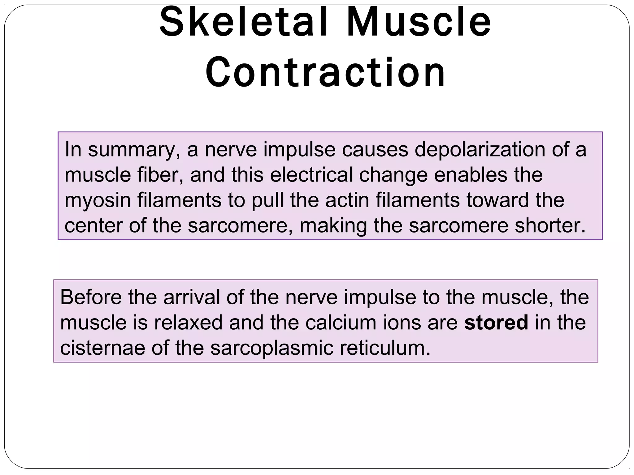 Lect. 8 muscular tissues | PPT