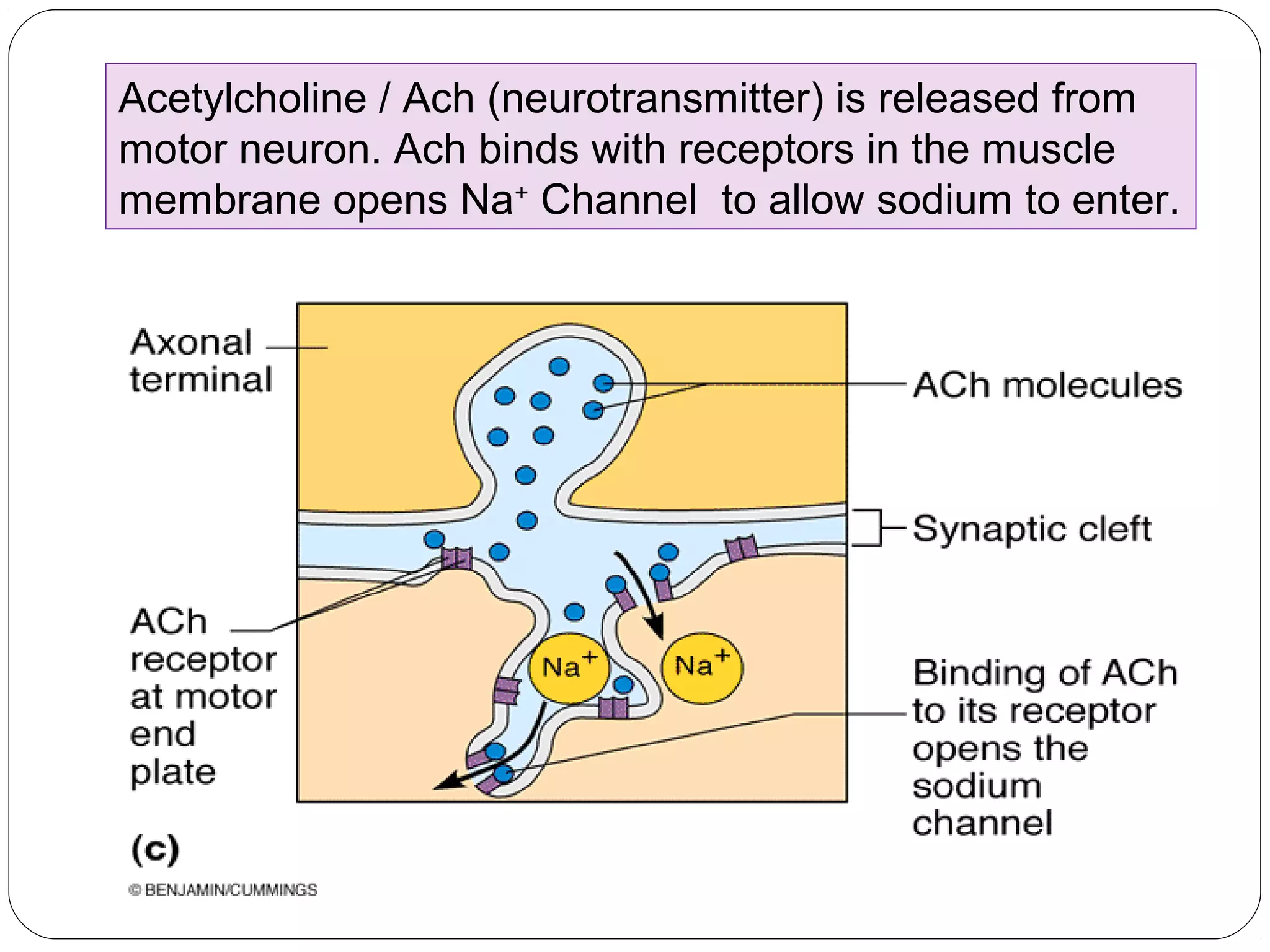 Lect. 8 muscular tissues | PPT