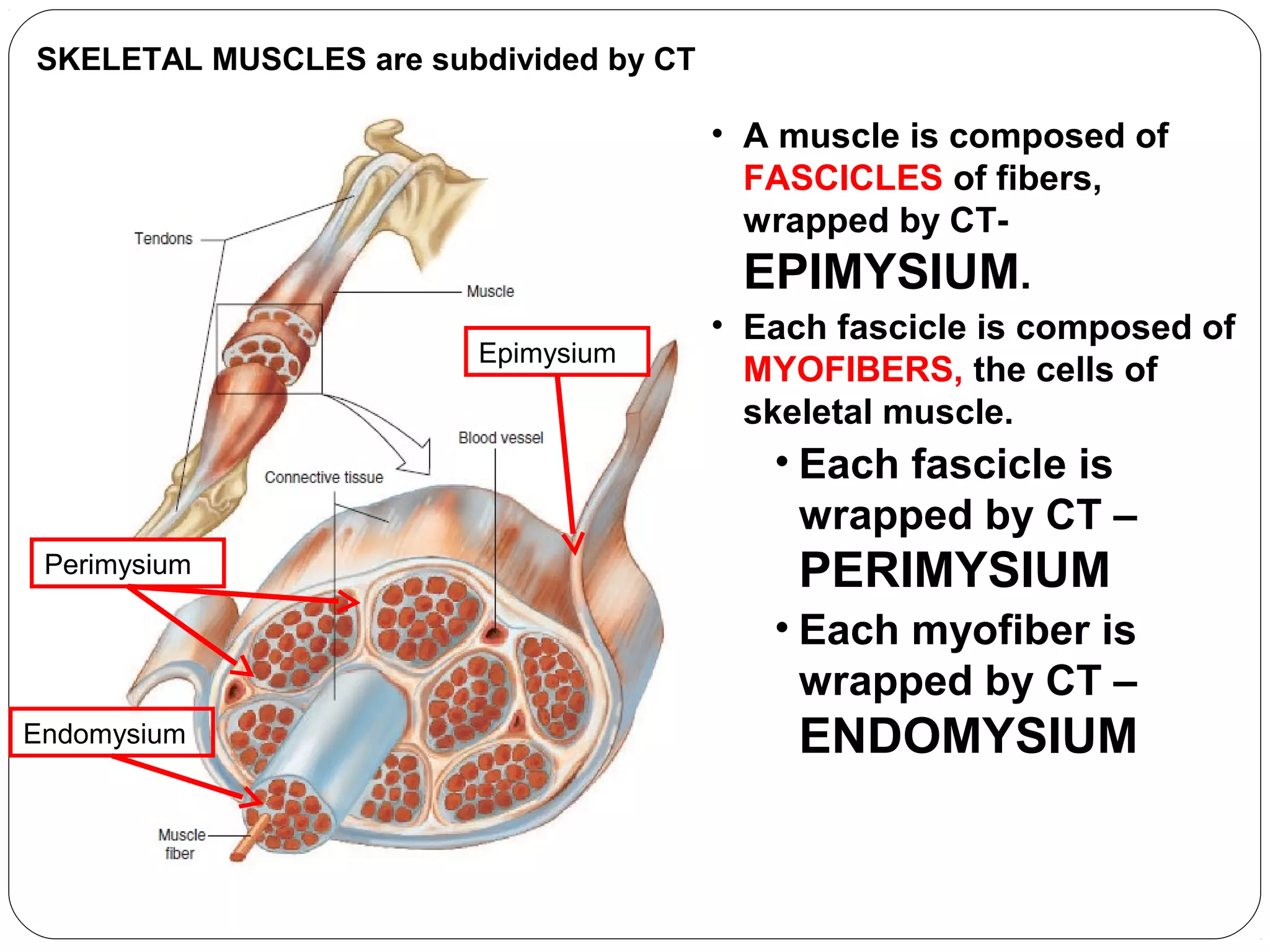 Lect. 8 muscular tissues | PPT