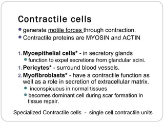 Lect. 8 muscular tissues | PPT