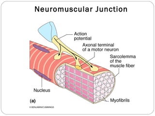 Axon Terminal Muscle