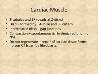 Lect. 8 muscular tissues - part 2 | PPT
