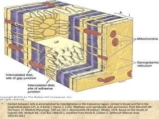 Lect. 8 muscular tissues - part 2 | PPT