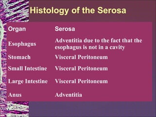 Lect. 13b digestive system | PPT