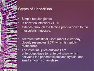 Intestinal Juice And Intestinal Crypts