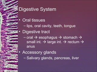 Lect. 13 digestive system | PPT