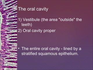 Lect. 13 digestive system | PPT