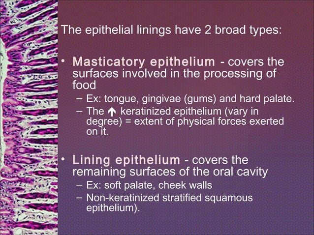 Lect. 13 digestive system | PPT