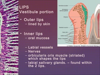 Lect. 13 digestive system | PPT