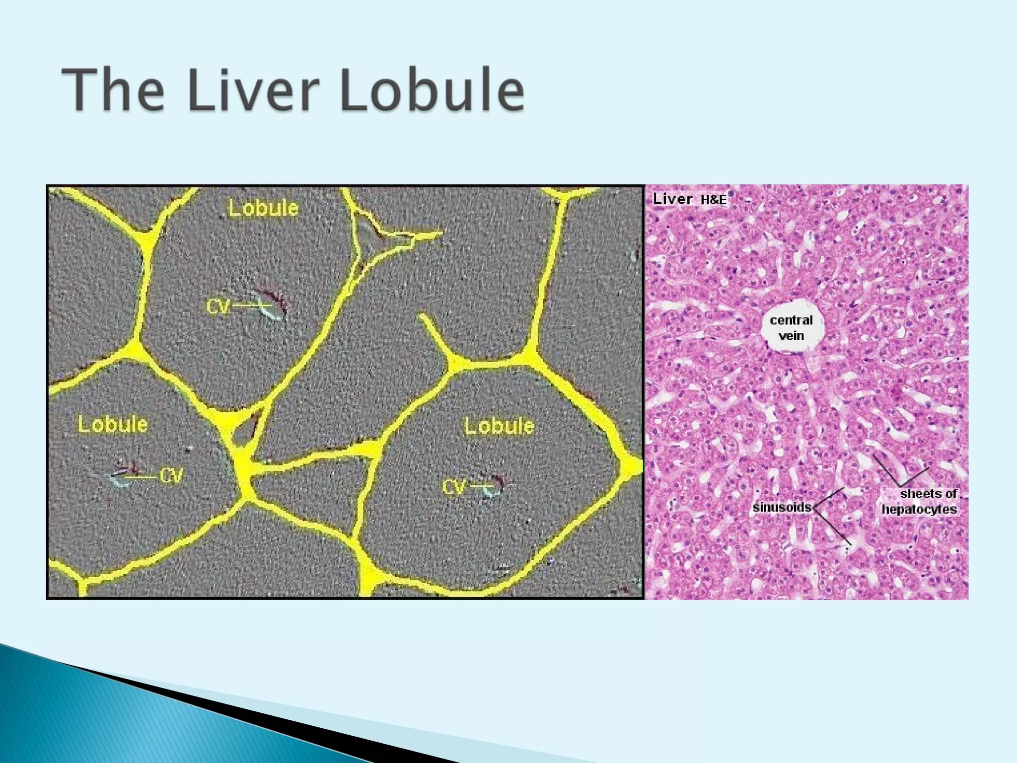 Lect. 14 digestive system - associated glands | PPT | Free Download