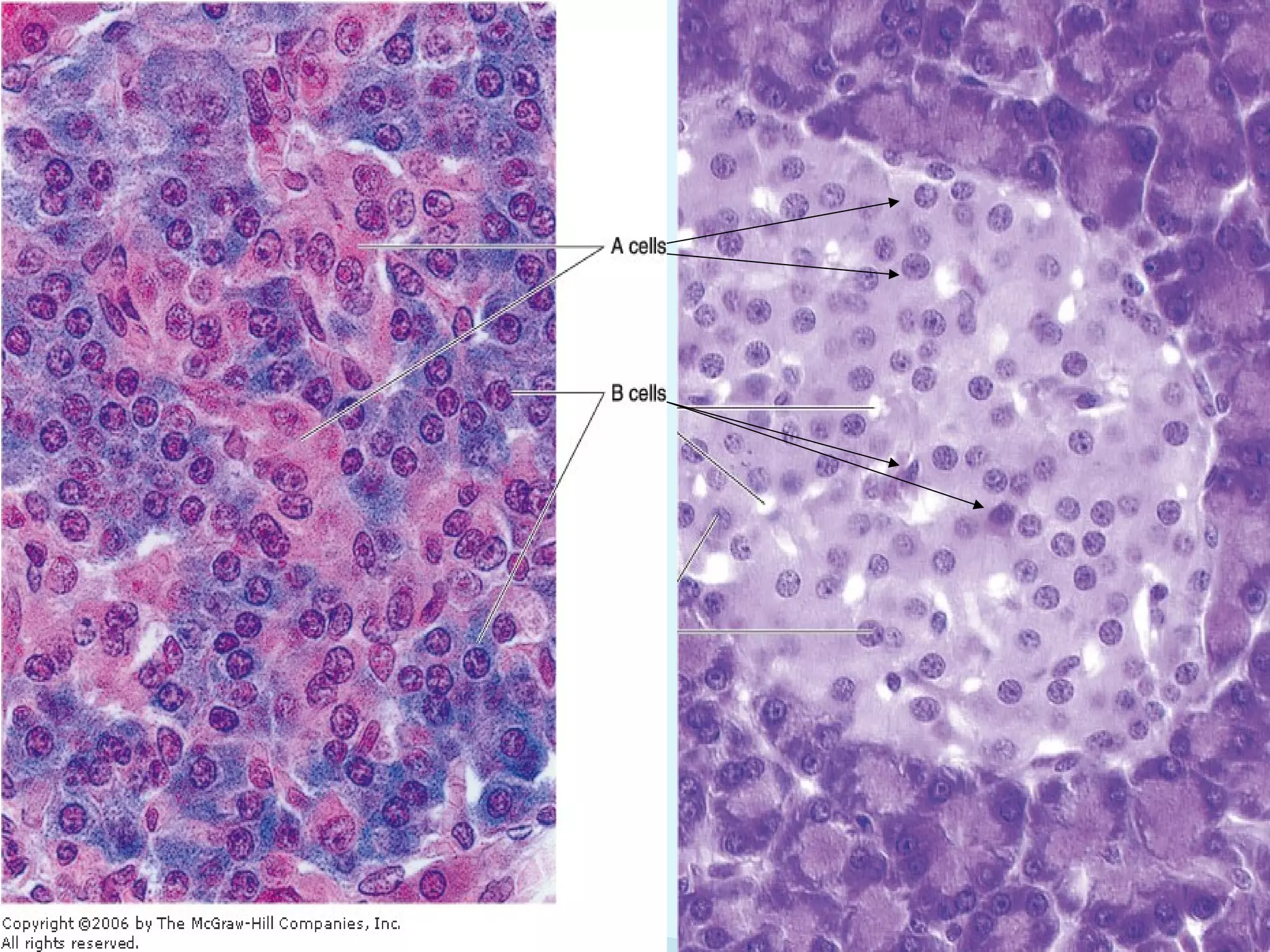 Lect. 14 digestive system - associated glands | PPT