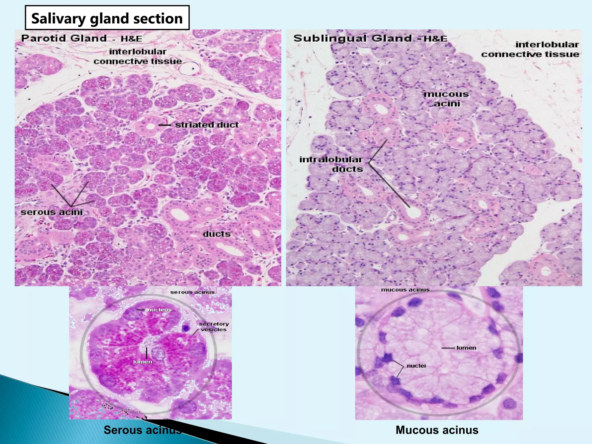 Lect. 14 digestive system - associated glands | PPT