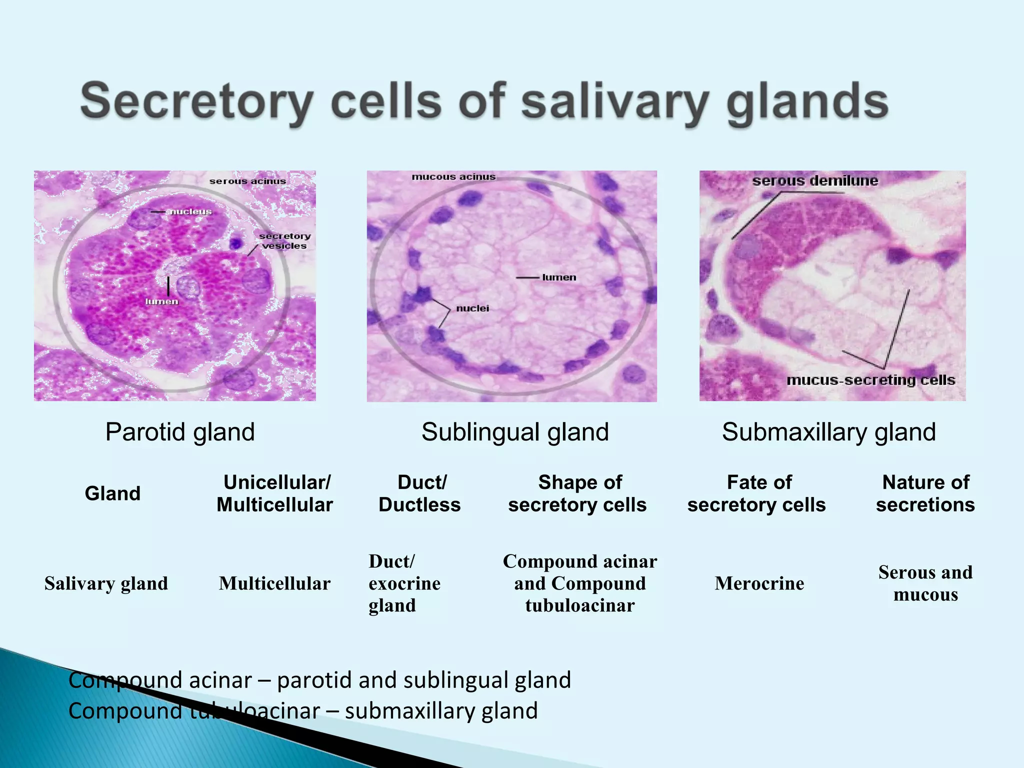 Lect. 14 digestive system - associated glands | PPT