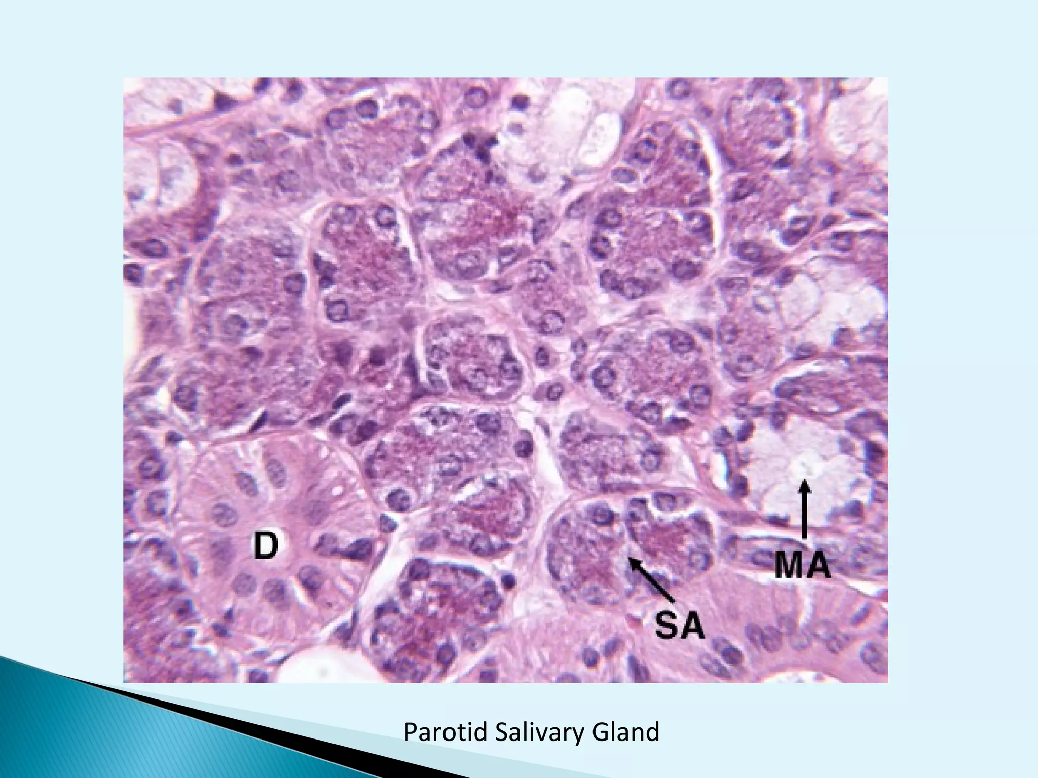 Lect. 14 digestive system - associated glands | PPT