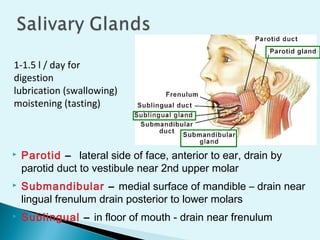 Lect. 14 digestive system - associated glands | PPT