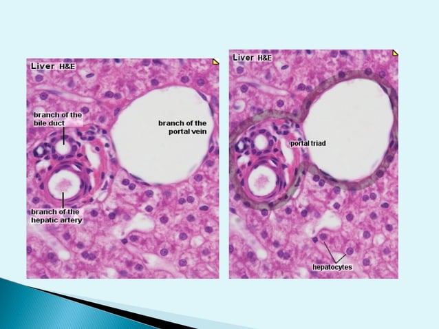 Lect. 14 digestive system - associated glands | PPT