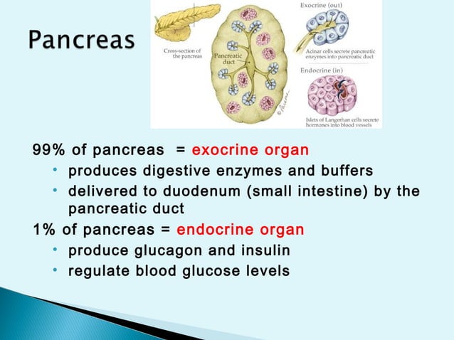 Lect. 14 digestive system - associated glands | PPT
