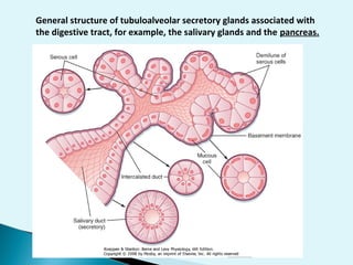 Lect. 14 digestive system - associated glands | PPT