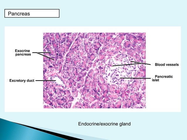Lect. 14 digestive system - associated glands | PPT