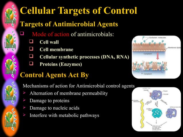 Lect.6 (chapter 5 microbial control) | PPT | First Aid | Injuries