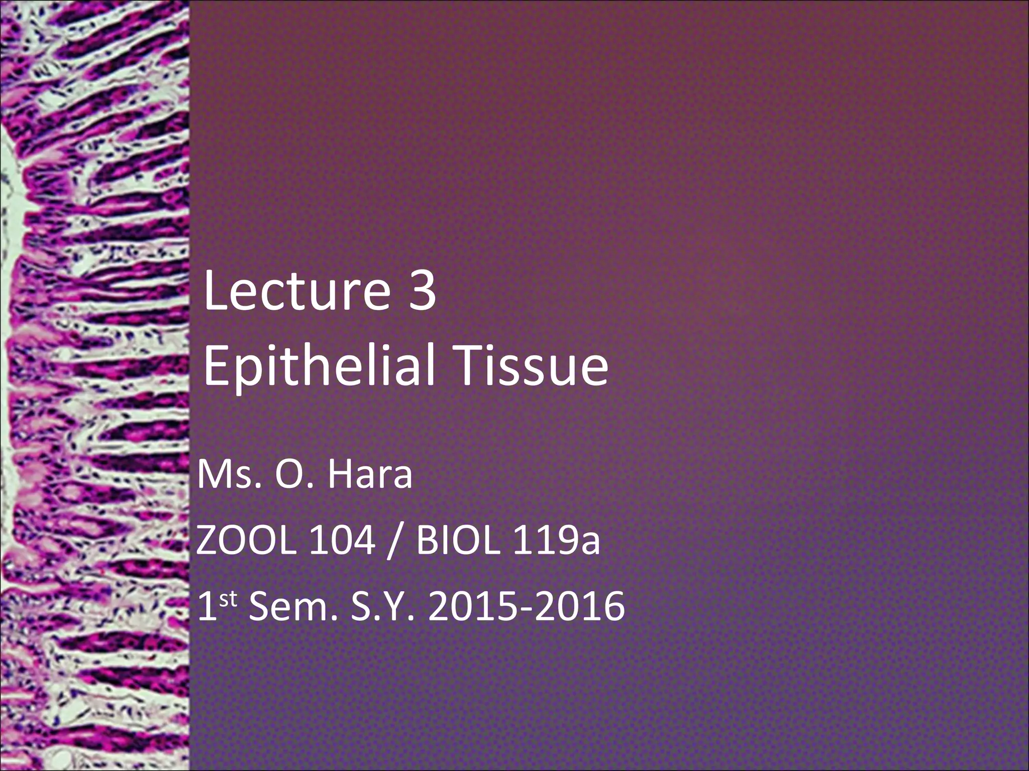 Lect. 3 Epithelial Tissues | PPT