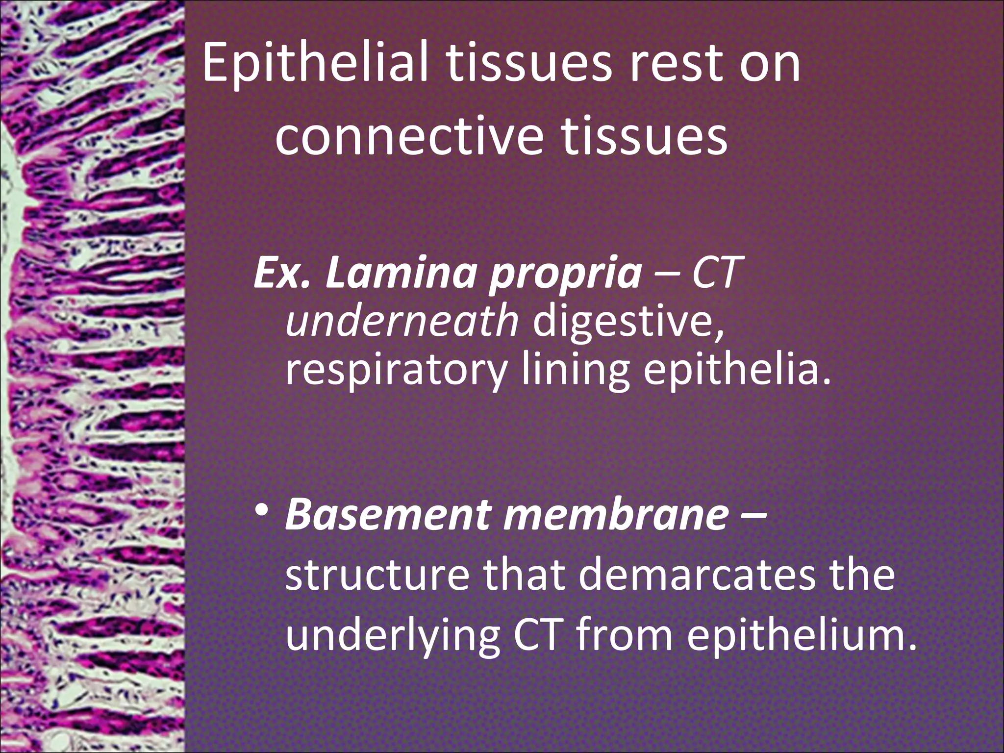 Lect. 3 Epithelial Tissues | PPT