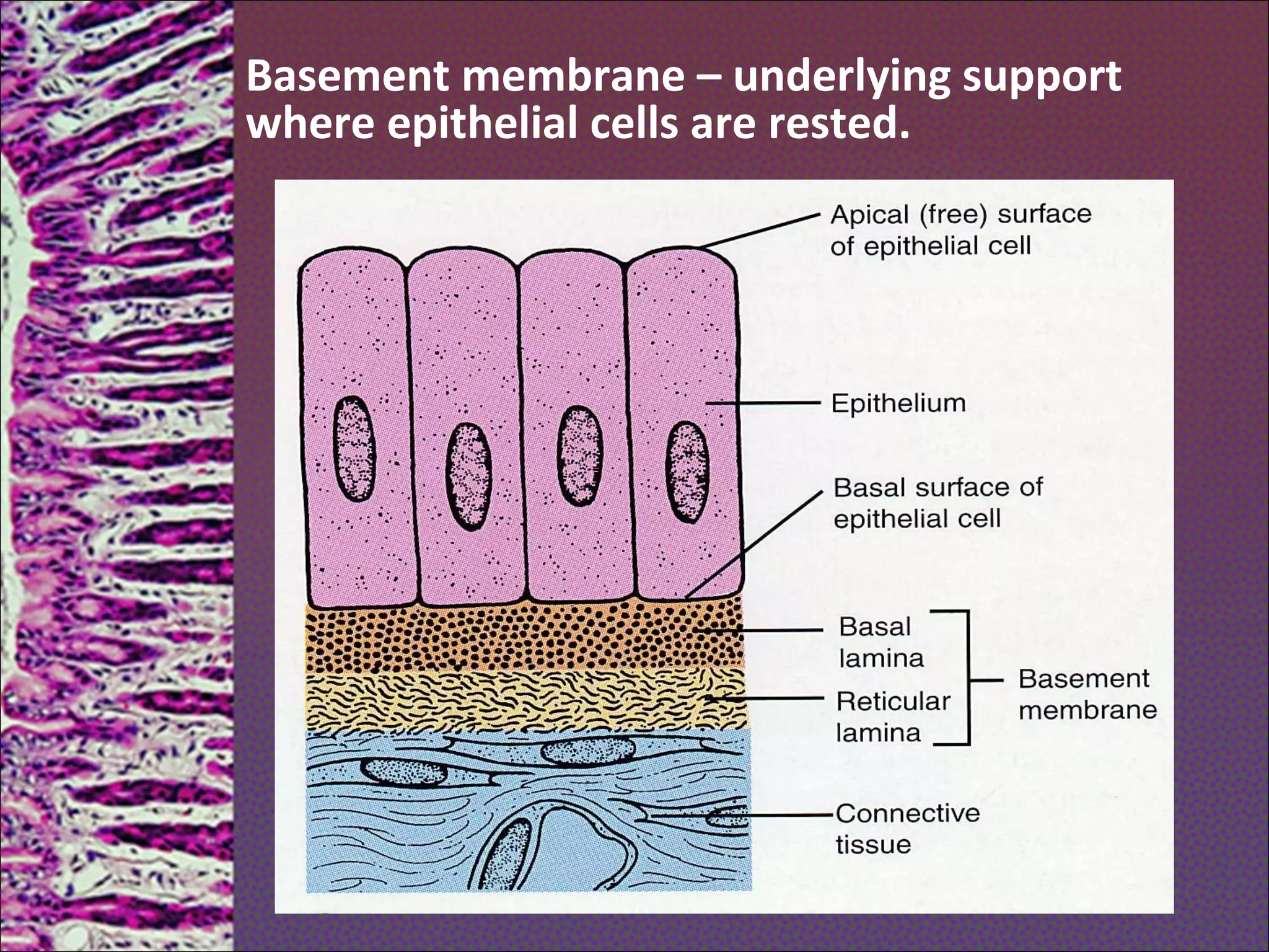 Lect. 3 Epithelial Tissues | PPT