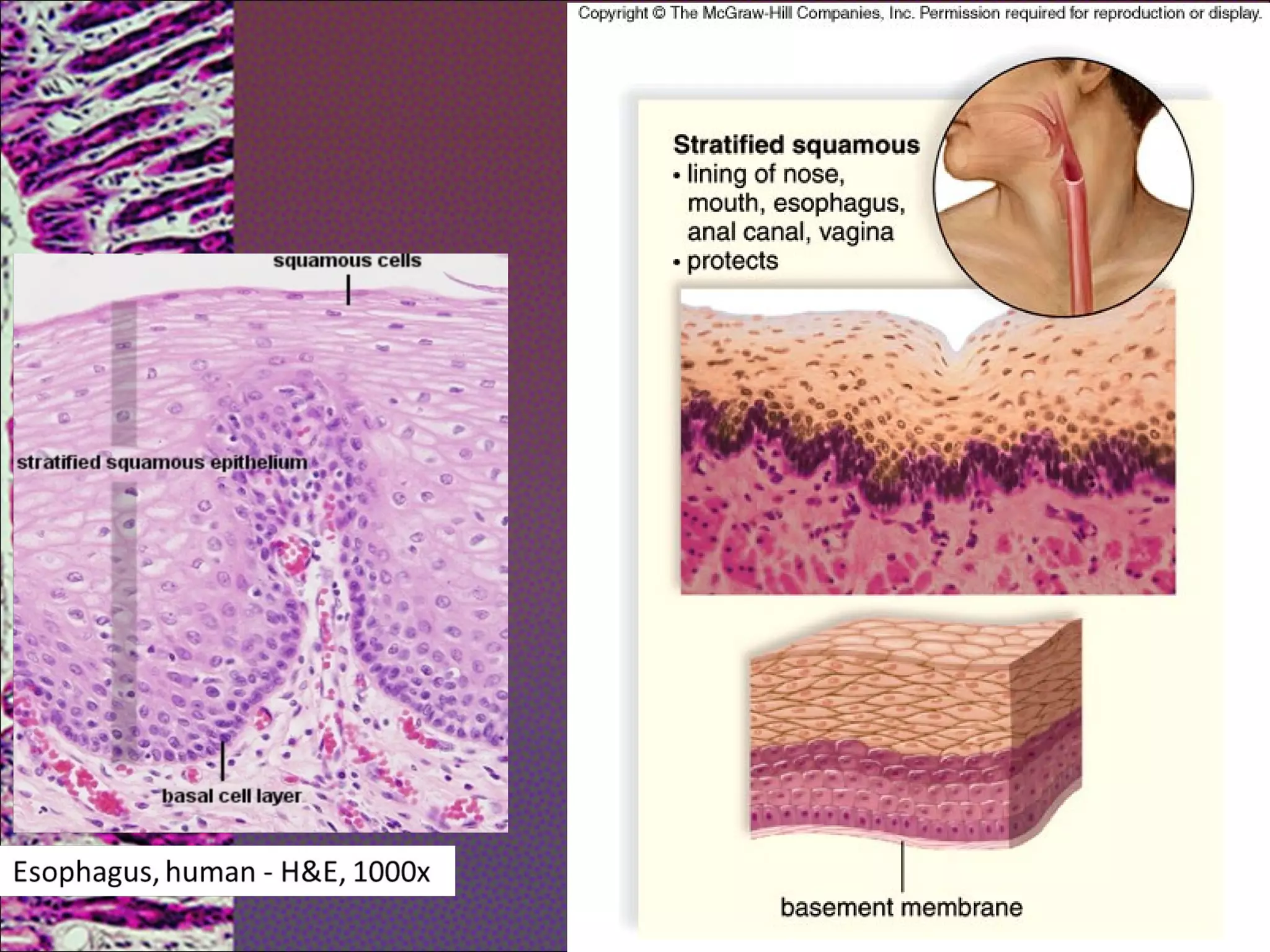 Lect. 3 Epithelial Tissues | PPT