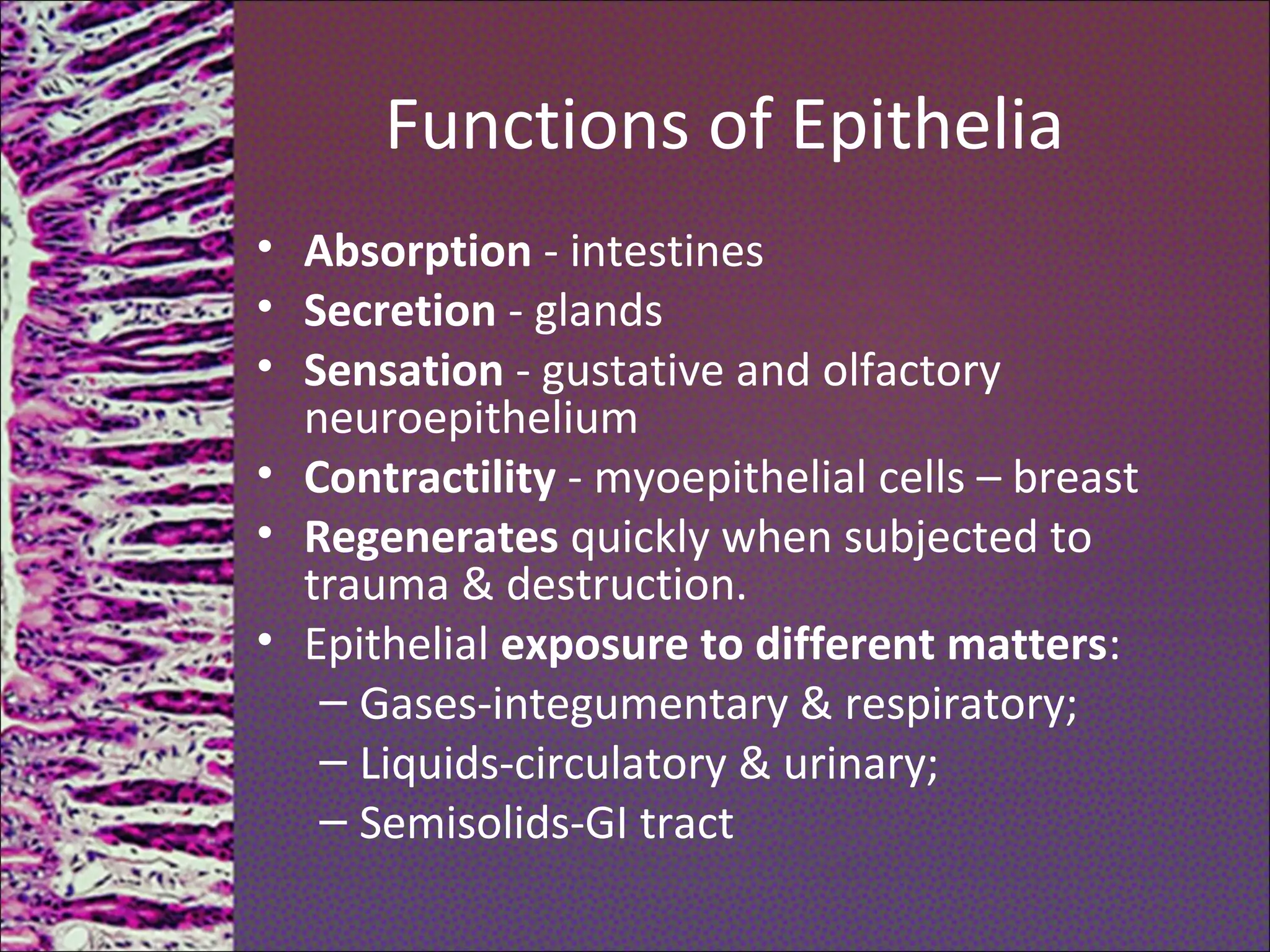 Lect. 3 Epithelial Tissues | PPT