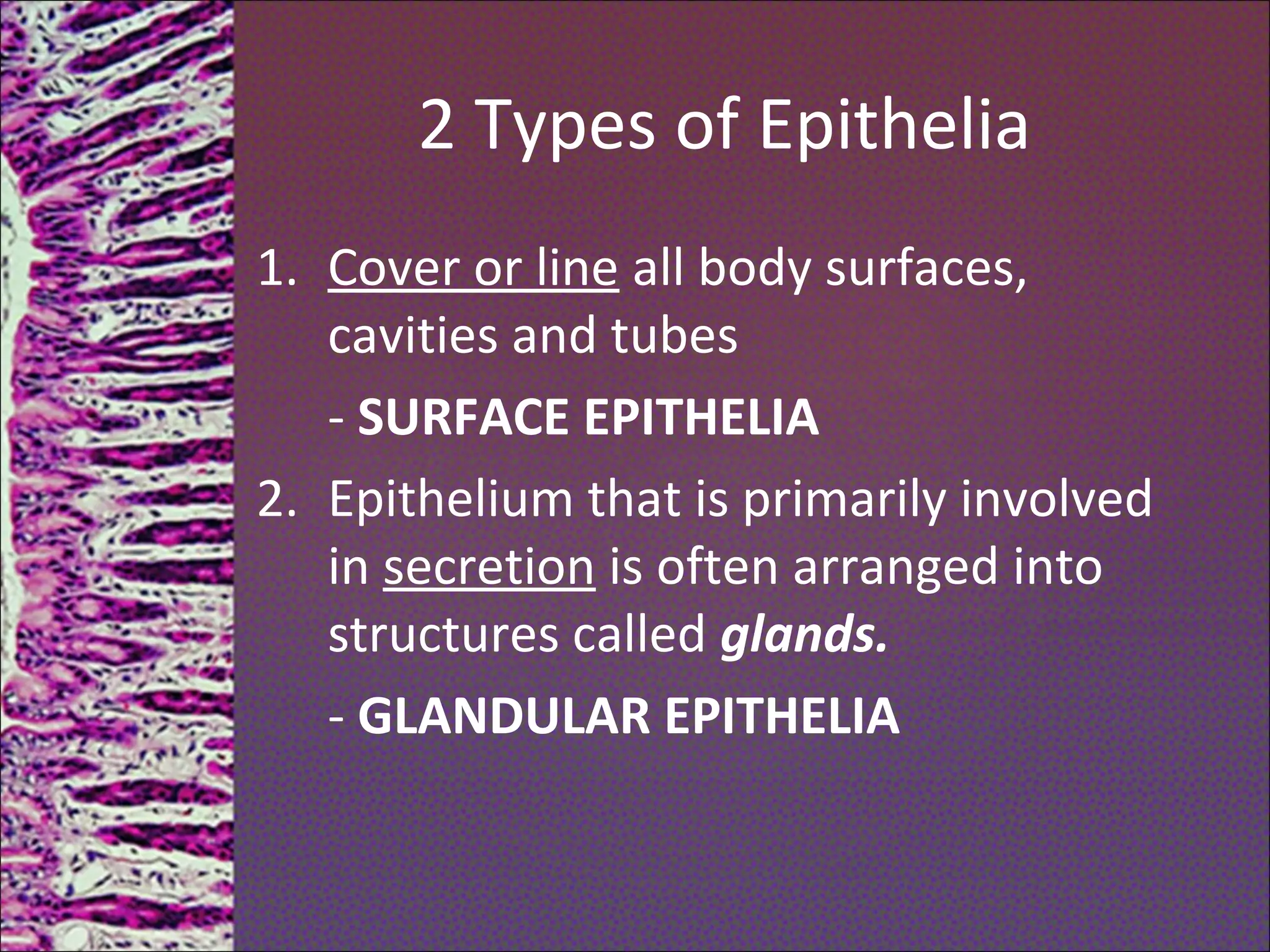Lect. 3 Epithelial Tissues | PPT