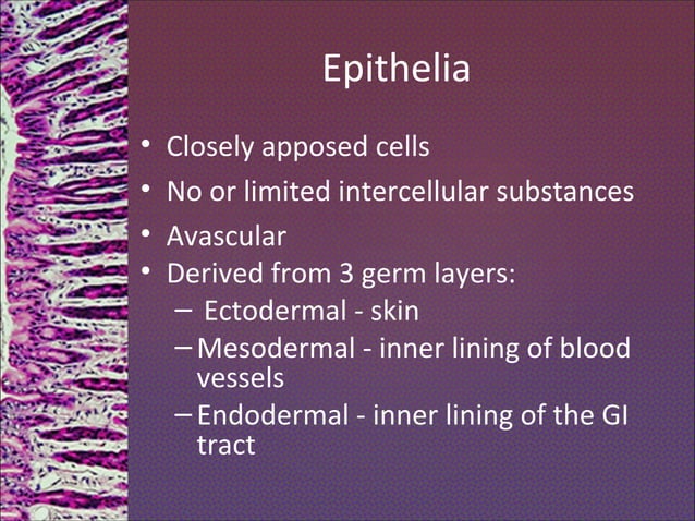 Lect. 3 Epithelial Tissues | PPT