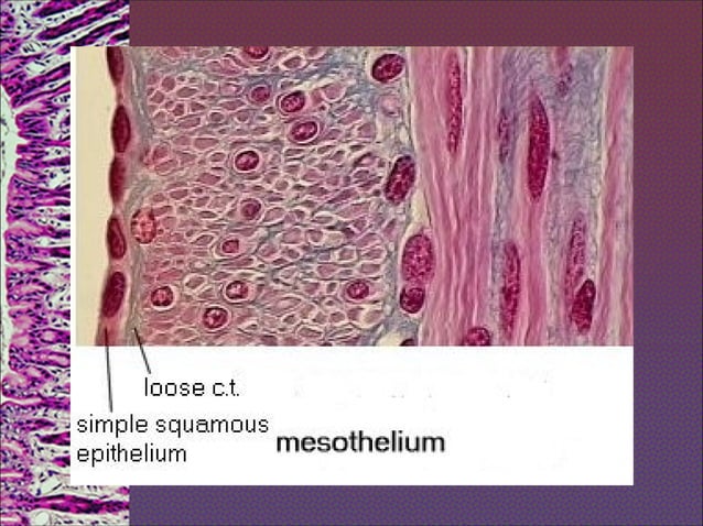 Lect. 3 Epithelial Tissues | PPT
