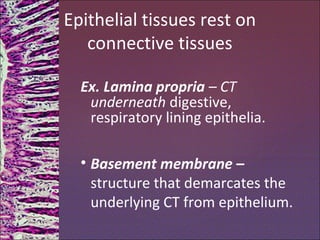 Lect. 3 Epithelial Tissues | PPT