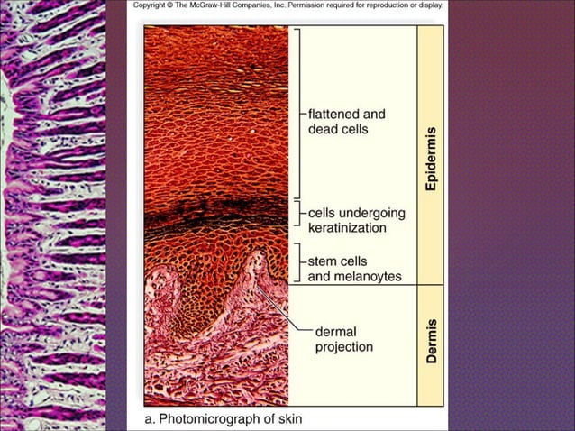 Lect. 3 Epithelial Tissues | PPT
