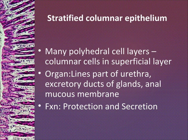 Lect. 3 Epithelial Tissues | PPT