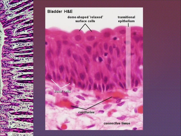 Lect. 3 Epithelial Tissues | PPT