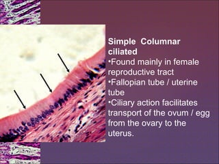Simple Columnar Ciliated Epithelium Fallopian Tube