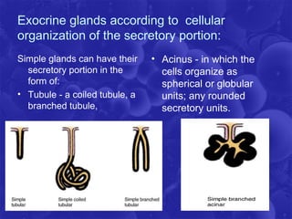 Lect. 4 glandular epithelia | PPT