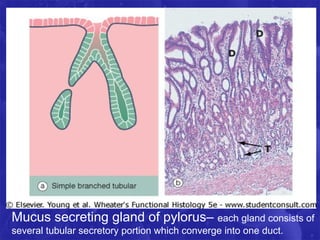 Lect. 4 glandular epithelia | PPT