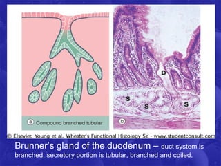 Lect. 4 glandular epithelia | PPT
