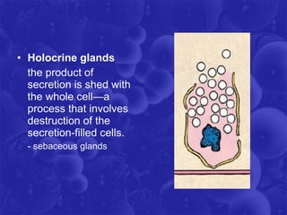 Lect. 4 glandular epithelia | PPT
