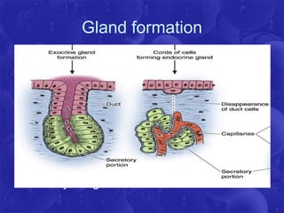 Lect. 4 glandular epithelia | PPT