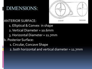 Lect.cornea | PPT