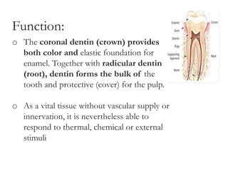 Lect.1 2018 - biologic considerations of enamel | PDF