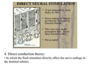Lect.1 2018 - biological consideration of the enamel and dentine ...