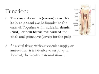 Lect.1 2018 - biological consideration of the enamel and dentine ...