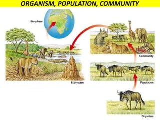 Application of ecological principles in restoration of degraded ...