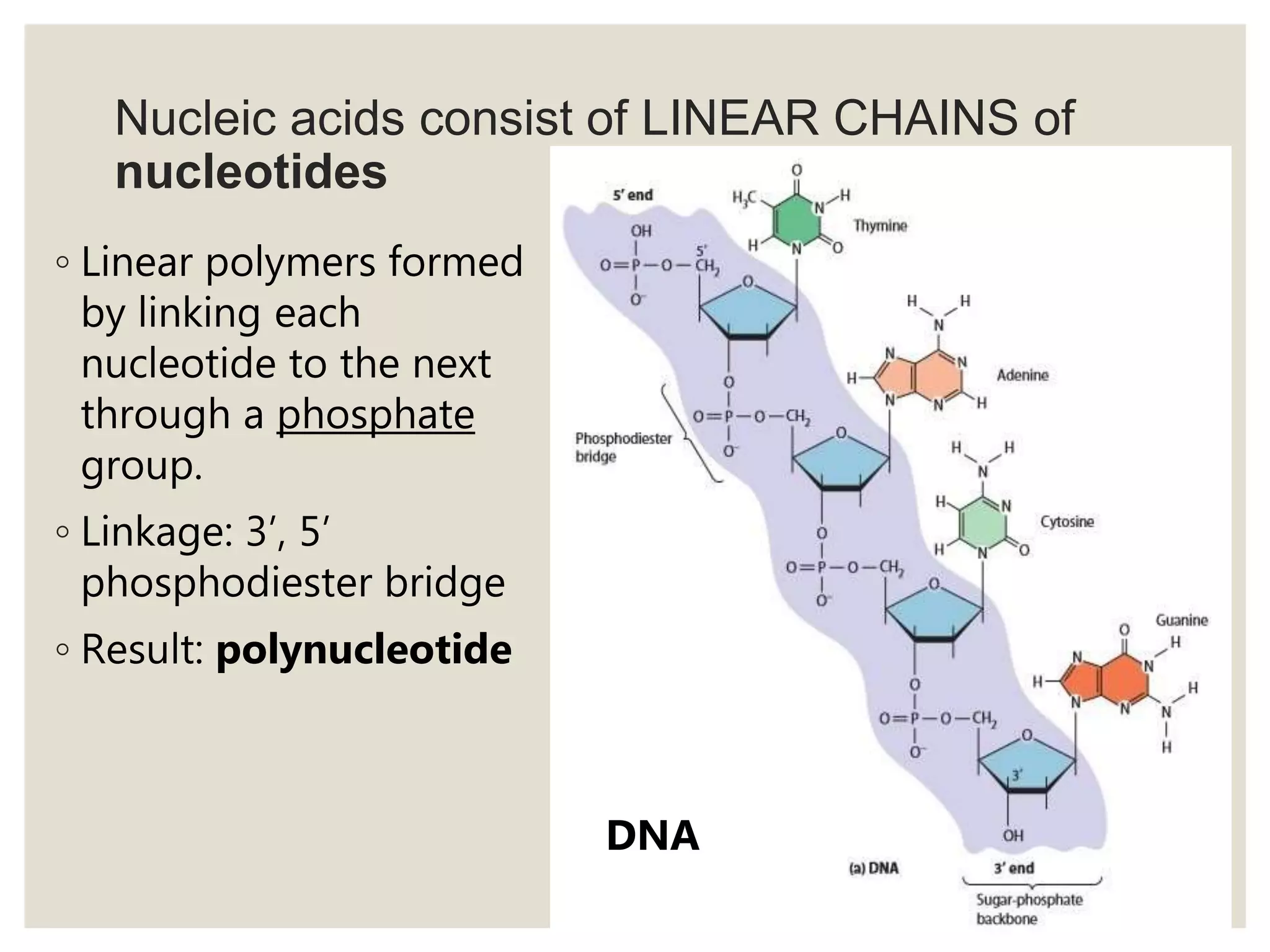 Lect. 3 macromolecules(2) | PPTX